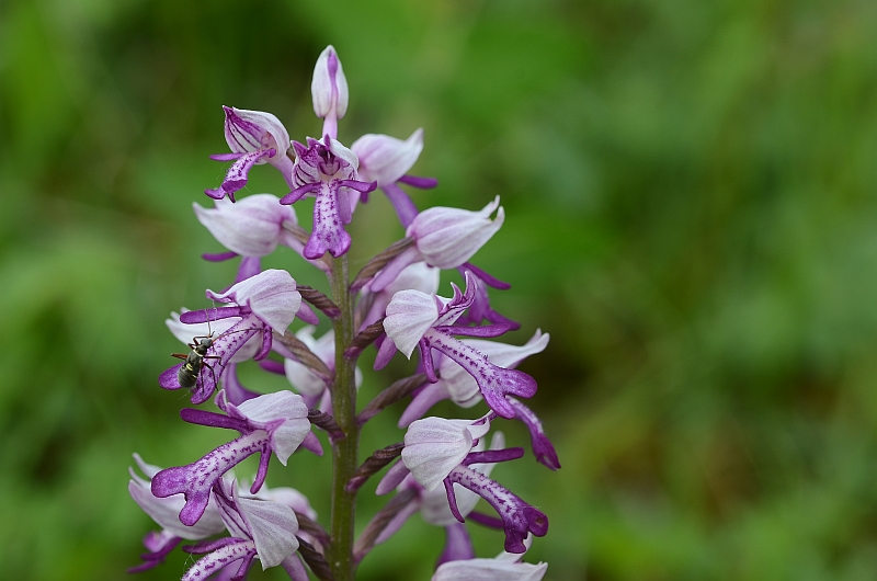 zeigt her Eure Zungen! Foto & Bild | pflanzen, pilze & flechten, blüten ...
