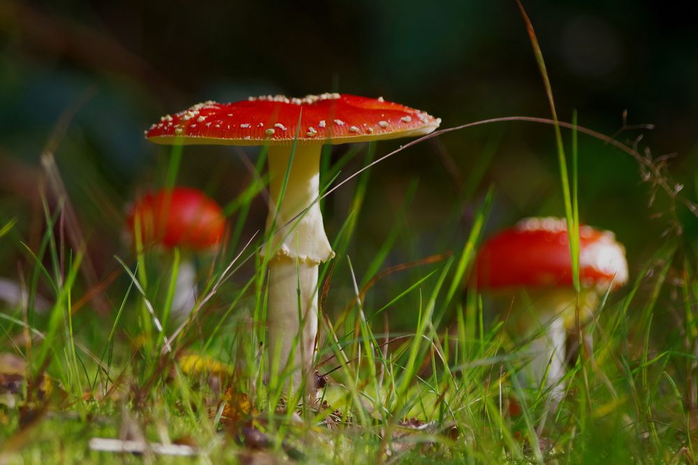 Zeit der Pilze Foto & Bild | pflanzen, pilze & flechten, pilze & flechten, myxomyceten ...