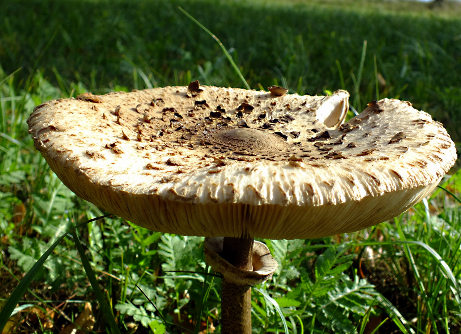 Zeit der Pilze Foto & Bild | pflanzen, pilze & flechten, pilze & flechten, natur Bilder auf ...