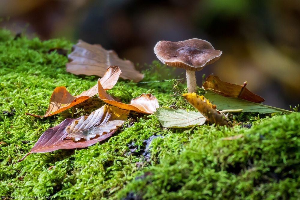 Zeit für Pilze Foto & Bild | pflanzen, pilze & flechten, pilze & flechten, pflanzen Bilder auf ...
