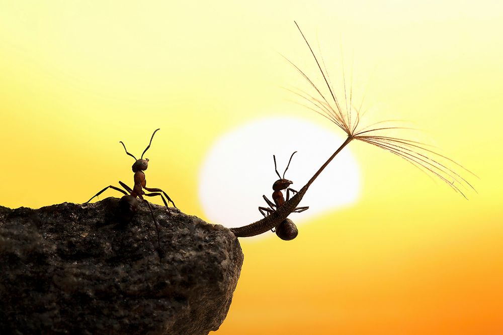 Zeit zum Chillen Foto & Bild | tiere, wildlife, insekten Bilder auf ...