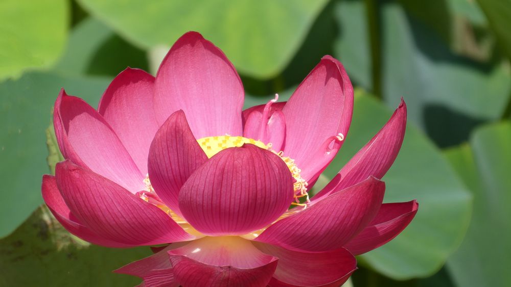 Zénitude photo et image | fleurs, nature Images fotocommunity