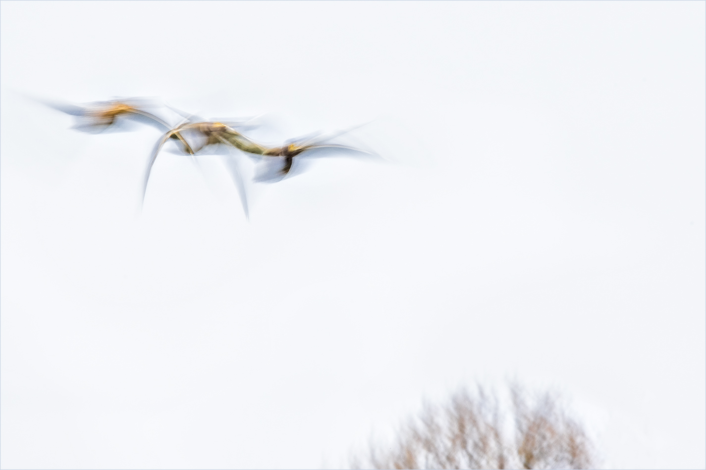 zenten Foto & Bild | baum, natur, mannheim Bilder auf fotocommunity