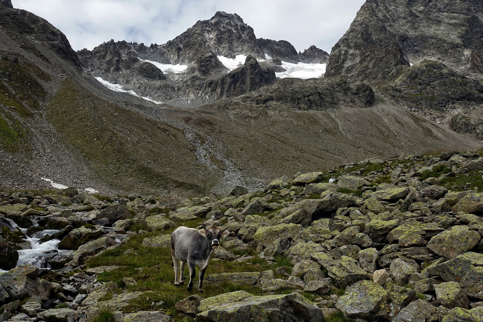 Zenzi... Foto & Bild | tiere, haustiere, nutztiere Bilder auf fotocommunity