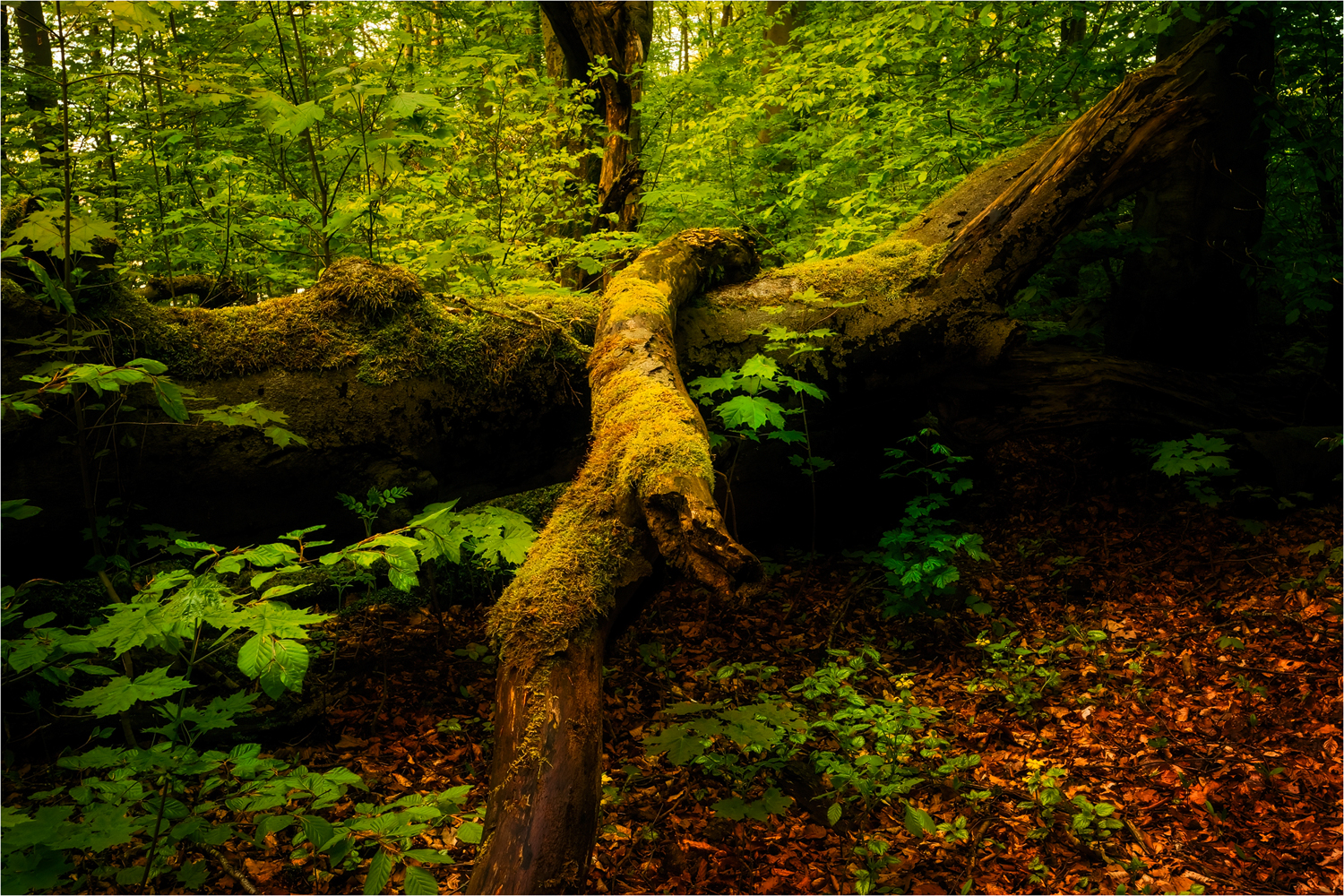 Zerbrochen ... Foto & Bild | landschaft, garten- & parklandschaften ...