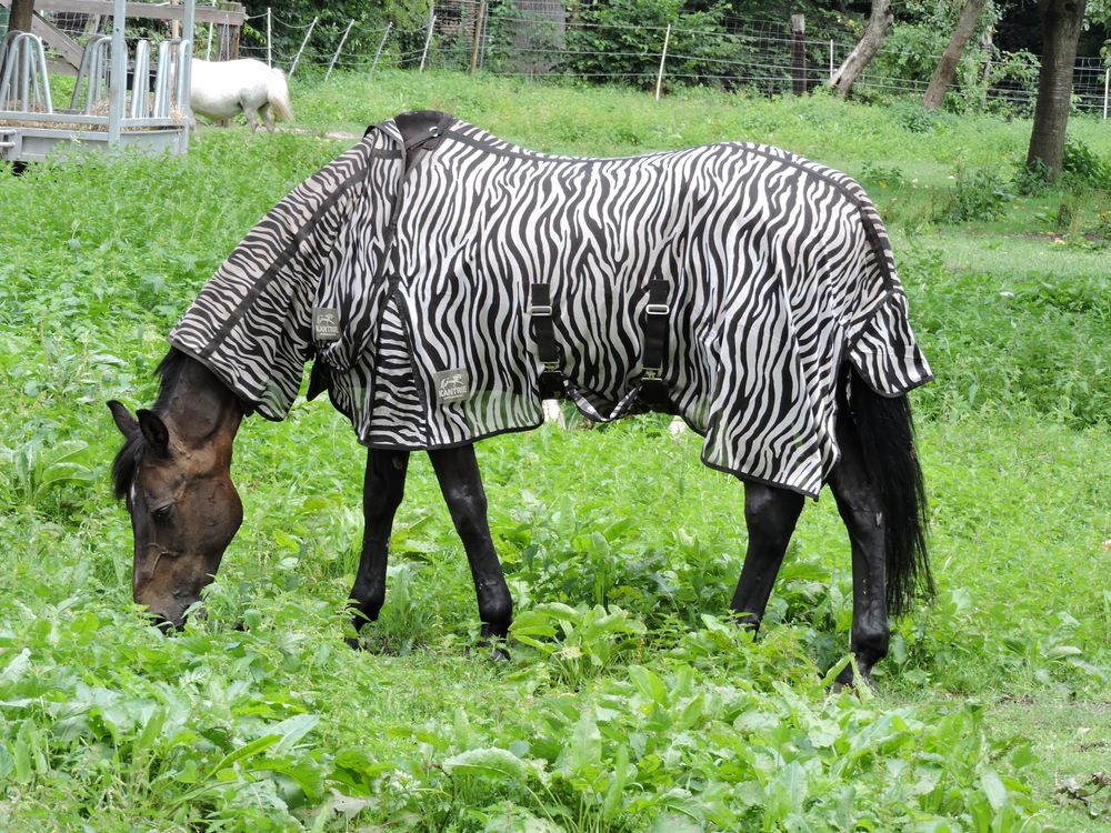 Zerd? Pfebra? Foto & Bild | fun, spezial, tier Bilder auf fotocommunity