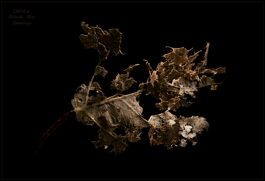 Zerfall Foto & Bild | pflanzen, blatt, defola Bilder auf fotocommunity