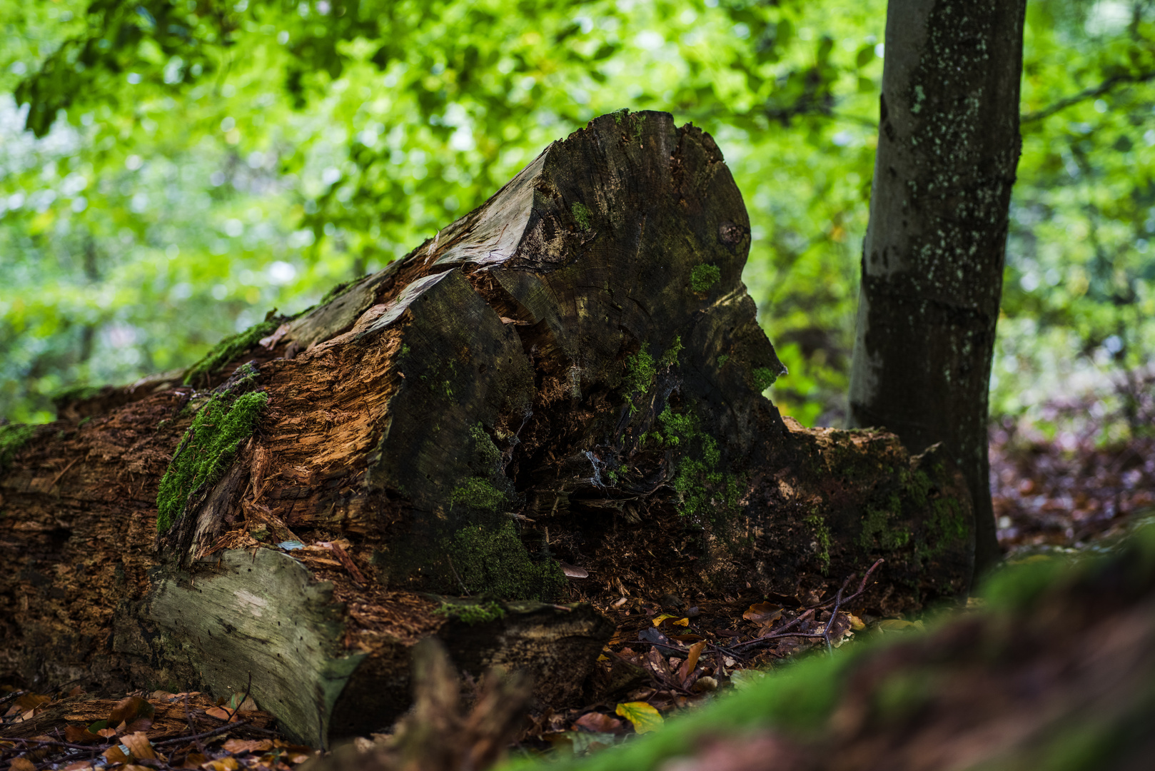 Zerfall Foto & Bild | wald, natur, herbst Bilder auf fotocommunity