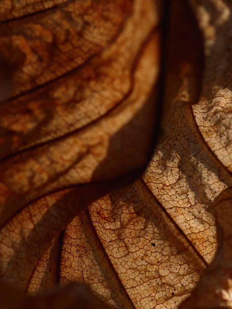 Zerfall Foto & Bild | monatswettbewerbe, 2022, 03 marode strukturen ...