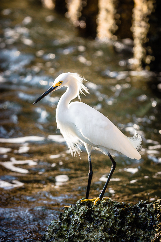 Zerstreut in alle vier Winde Foto & Bild | tiere, wildlife, wild ...