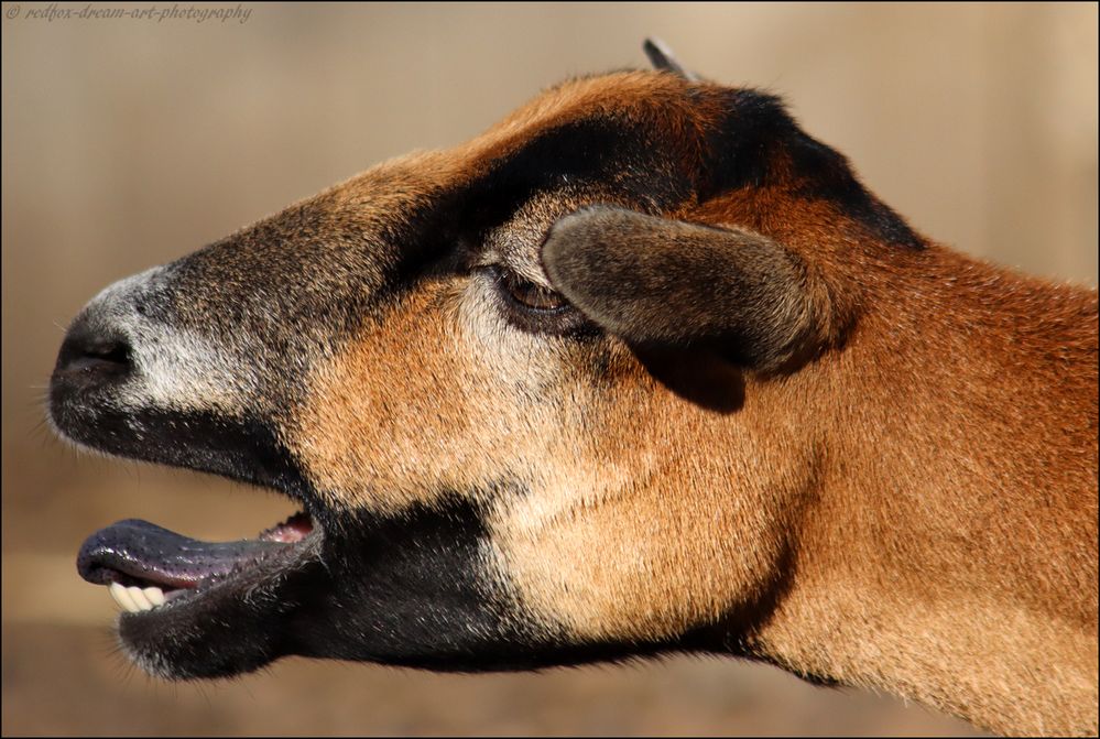 Zicke ;-) Foto & Bild | tiere, haustiere, zoo, wildpark & falknerei ...