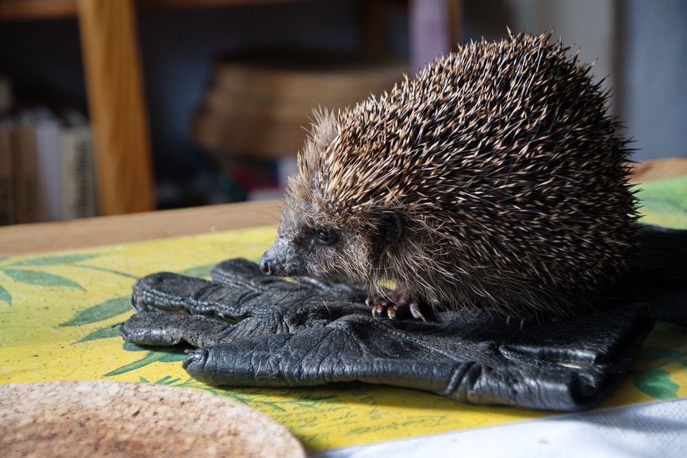 Zicke Candice Foto & Bild | natur, tiere, wildlife Bilder auf fotocommunity