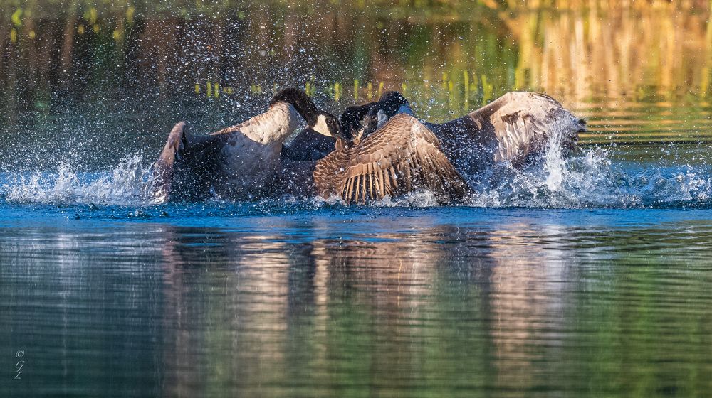 Zickenkrieg_29.08.2020 Foto & Bild | outdoor, natur, kanadagans Bilder ...