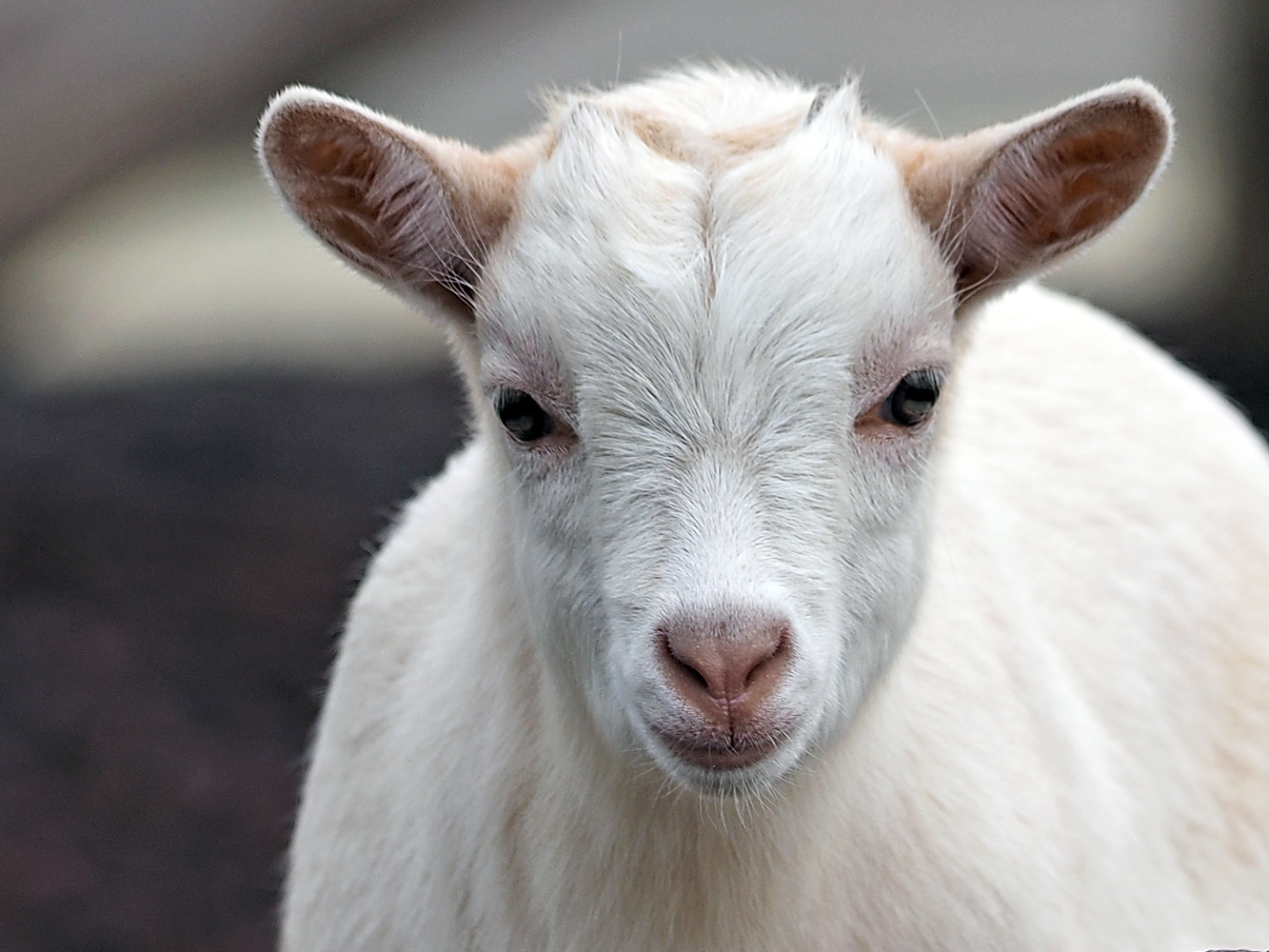 Ziege... Foto & Bild | tiere, zoo, wildpark & falknerei, säugetiere ...