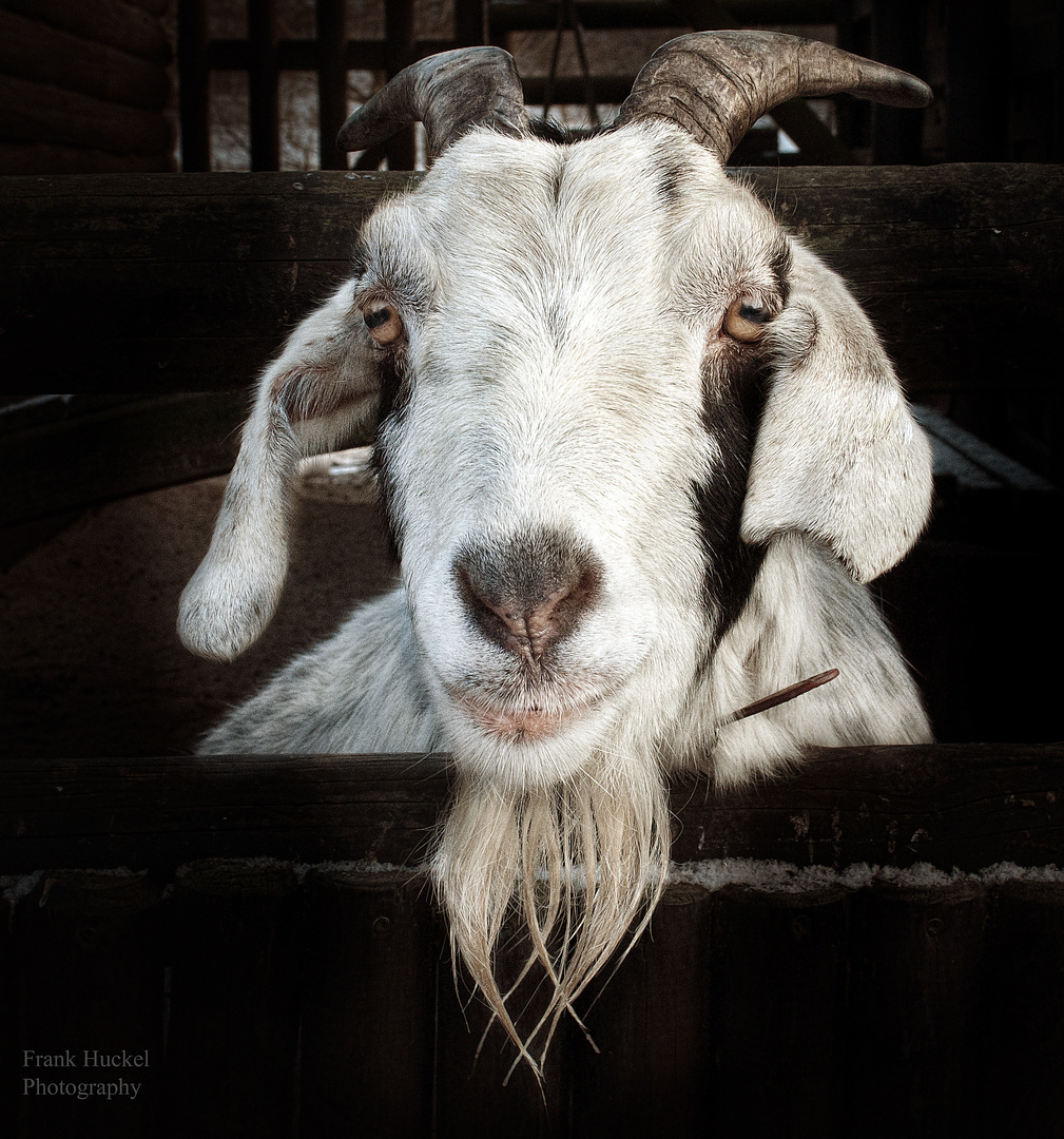 Ziege Foto & Bild | tiere, tierdetails, tier Bilder auf fotocommunity