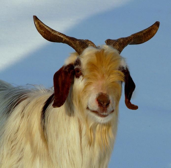 Ziege Foto & Bild | tiere, haustiere, natur Bilder auf fotocommunity