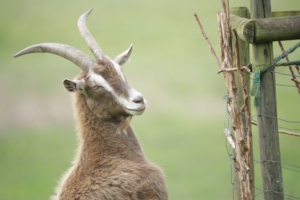 Ziege Foto & Bild | tiere, haustiere, nutztiere Bilder auf fotocommunity