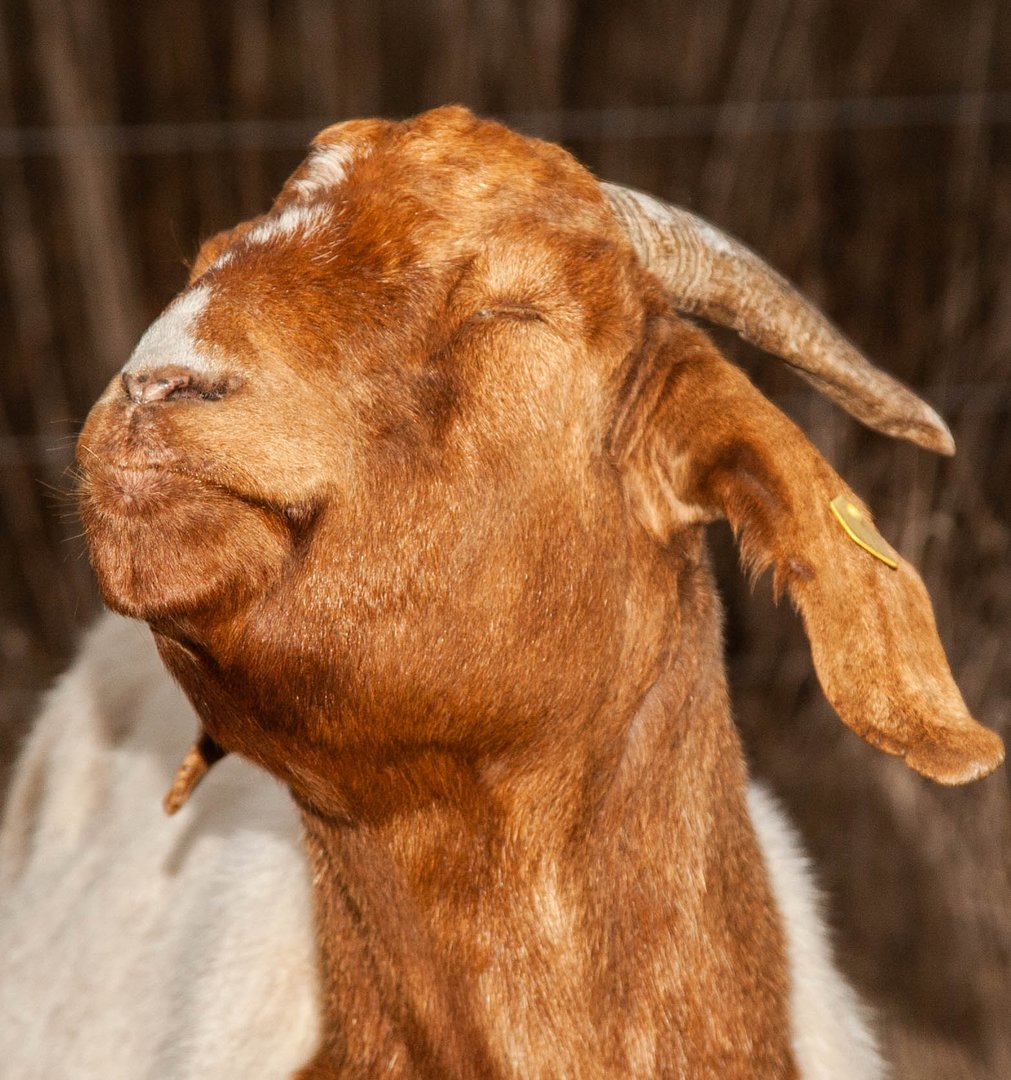 Ziege 5 Foto & Bild | tiere, haustiere, haustiere / wildlife Bilder auf ...