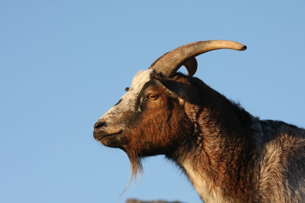 Ziege Foto & Bild | tiere, haustiere, nutztiere Bilder auf fotocommunity