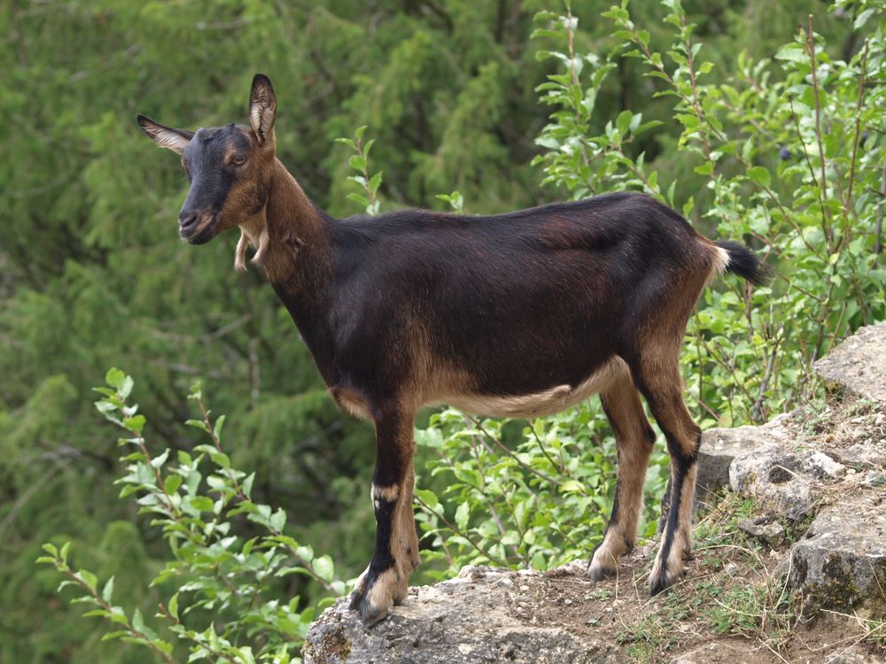 Ziege Foto & Bild | tiere, haustiere, natur Bilder auf fotocommunity
