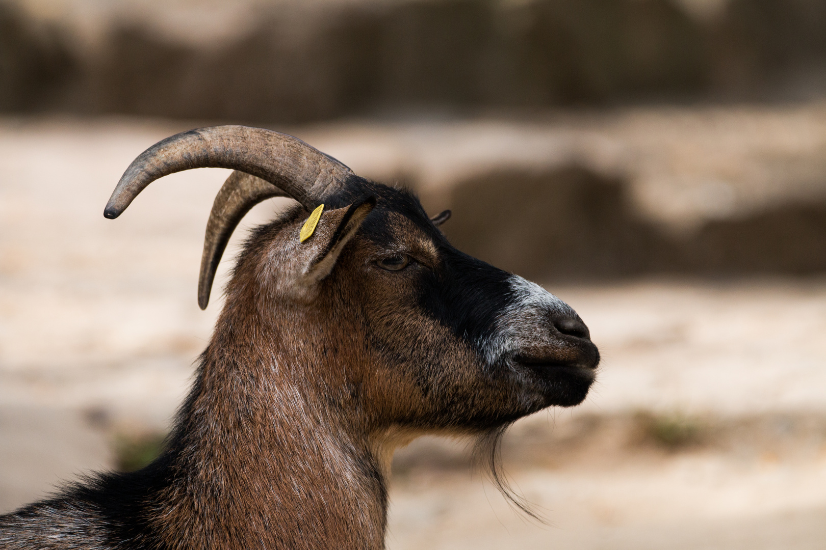 Ziege Foto & Bild | natur, zoo, tiere Bilder auf fotocommunity