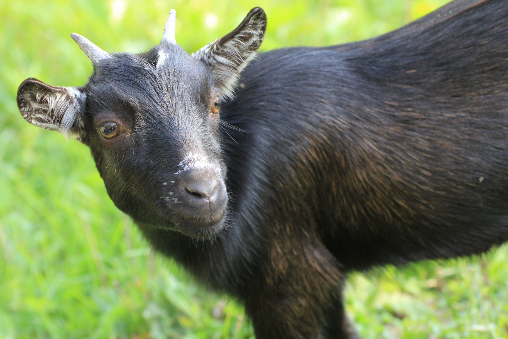 Ziege Foto & Bild | fotos, outdoor, himmel Bilder auf fotocommunity