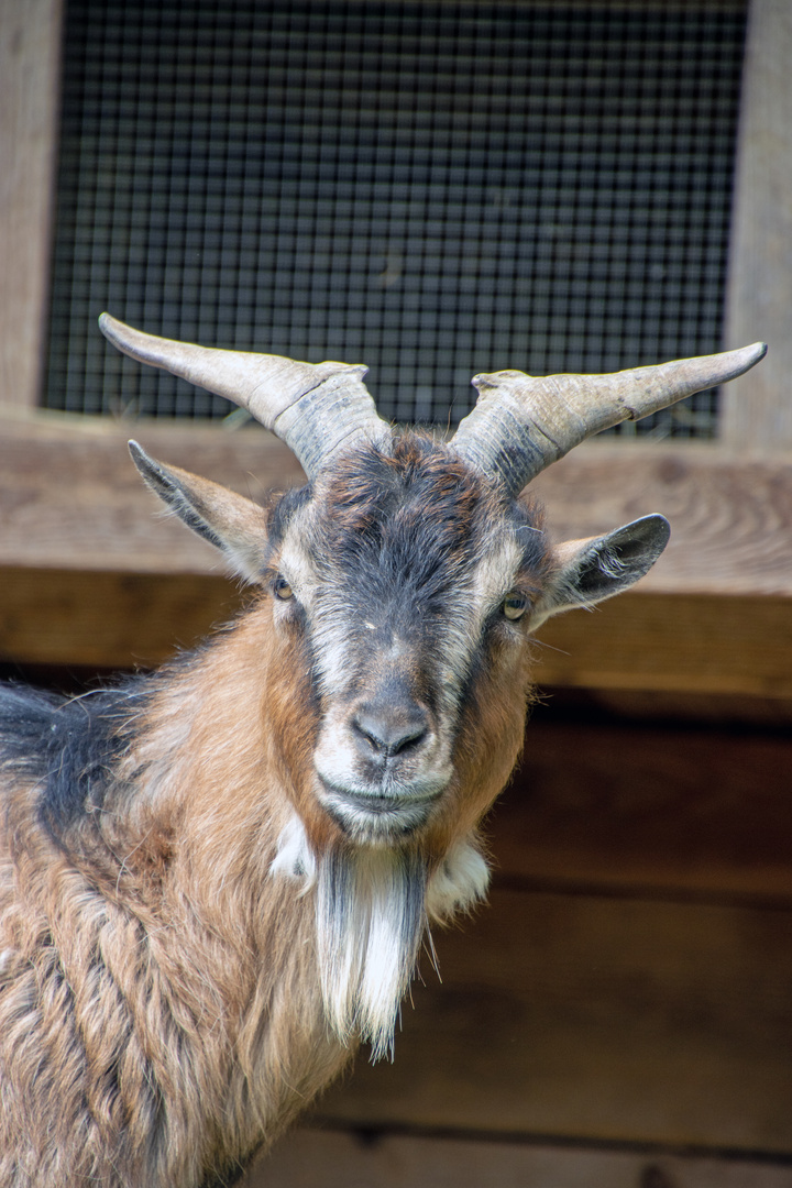 Ziege Foto & Bild | tiere, fotos, outdoor Bilder auf fotocommunity