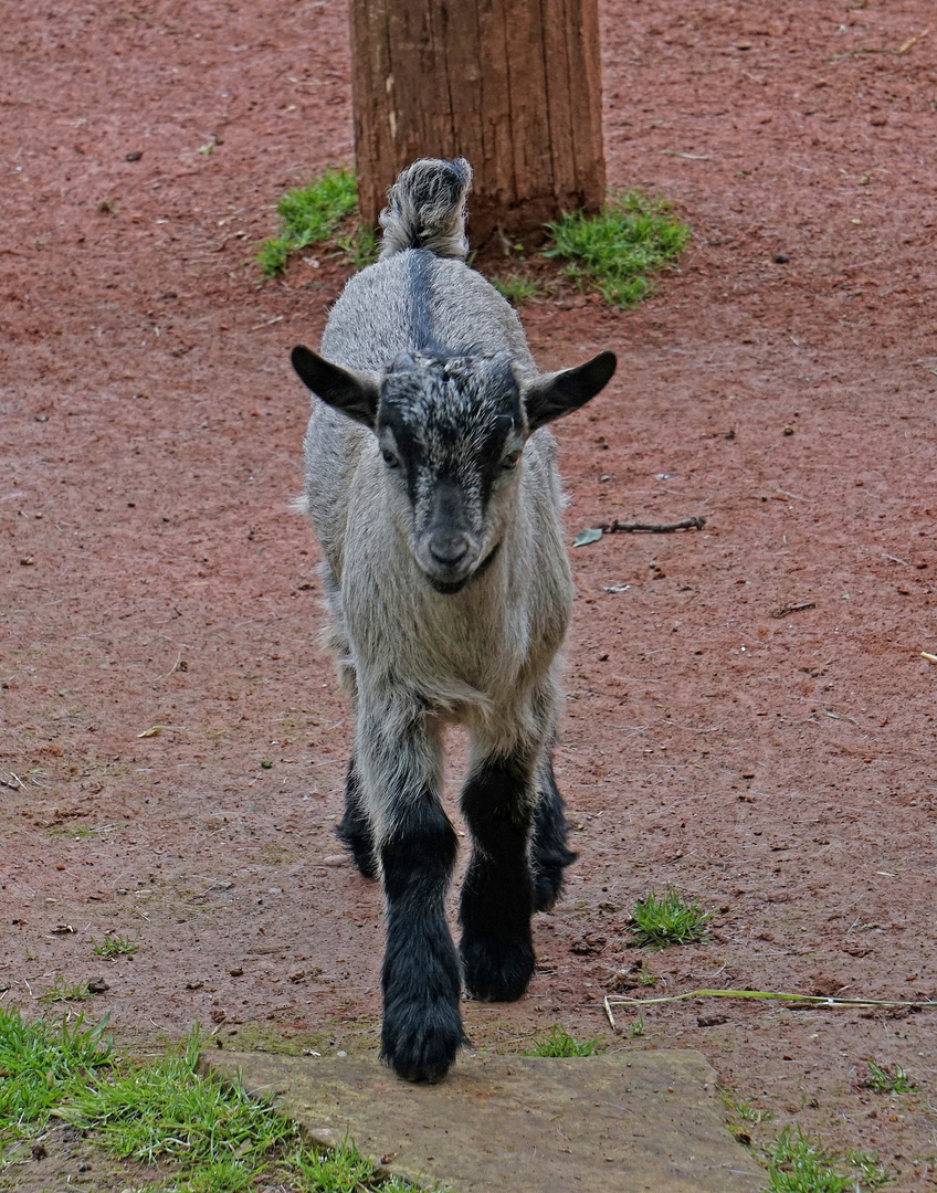 Ziege Foto & Bild | fun, zoom, zoo Bilder auf fotocommunity