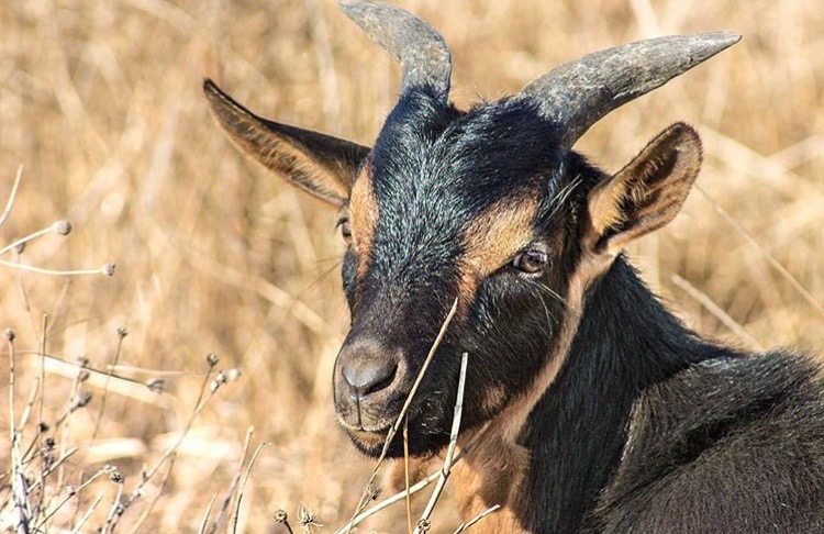 Ziege Foto & Bild | wild, weide, tierdetails Bilder auf fotocommunity