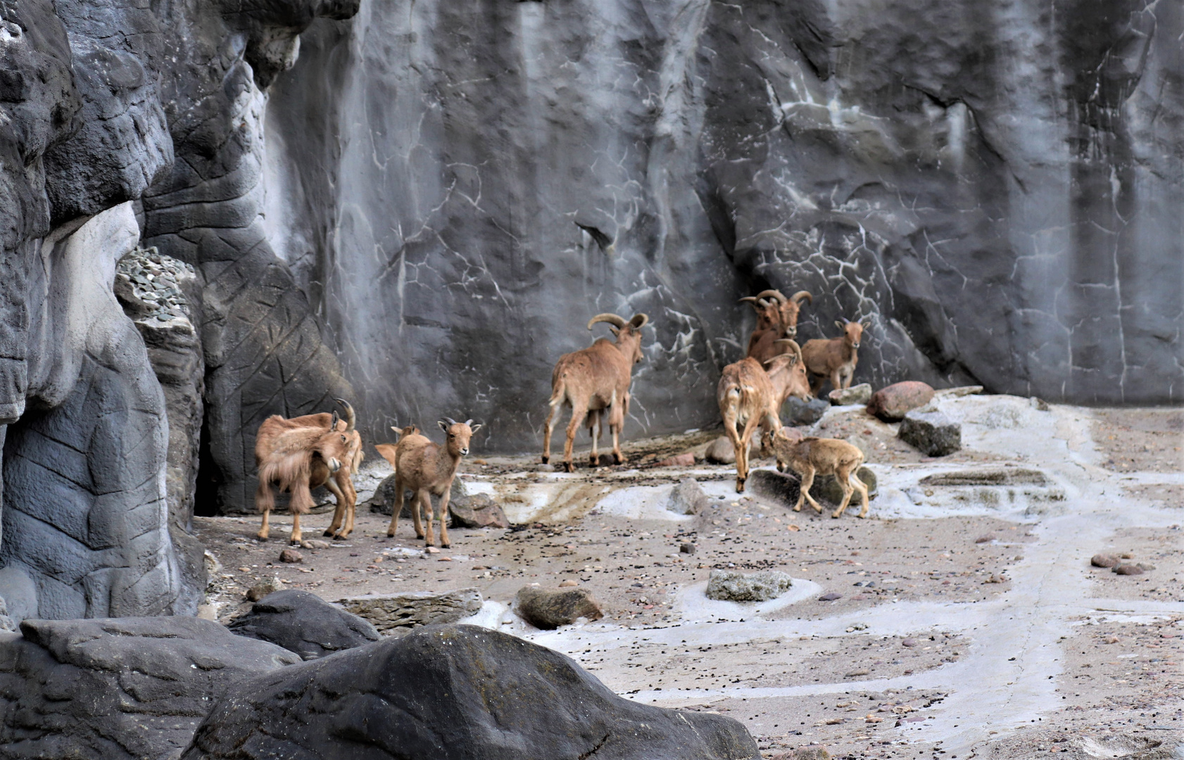Ziege Foto & Bild | tiere, ziege, natur Bilder auf fotocommunity