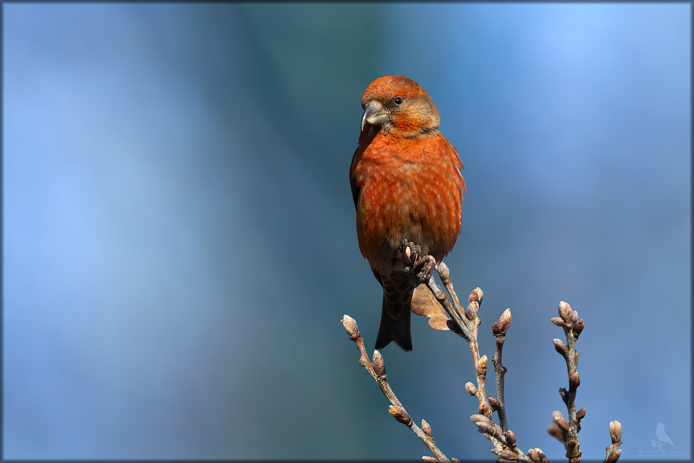 Ziegelrot Foto & Bild | tiere, wildlife, wild lebende vögel Bilder auf ...