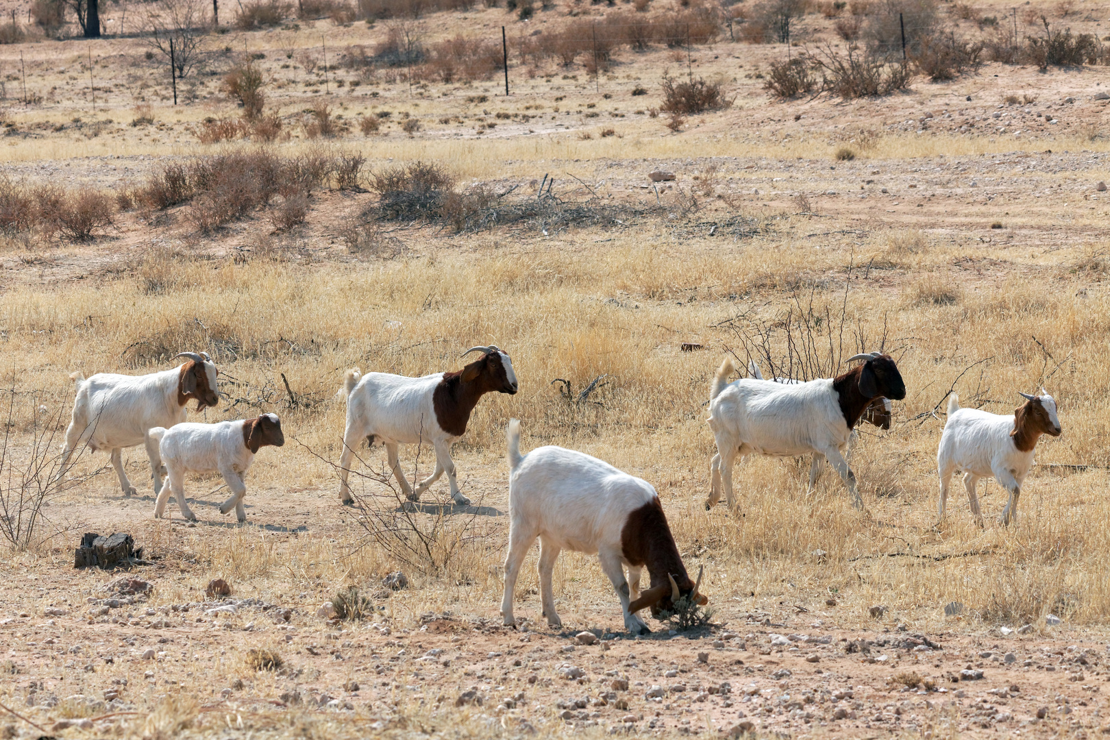 Ziegen Foto & Bild | africa, southern africa, south africa Bilder auf ...