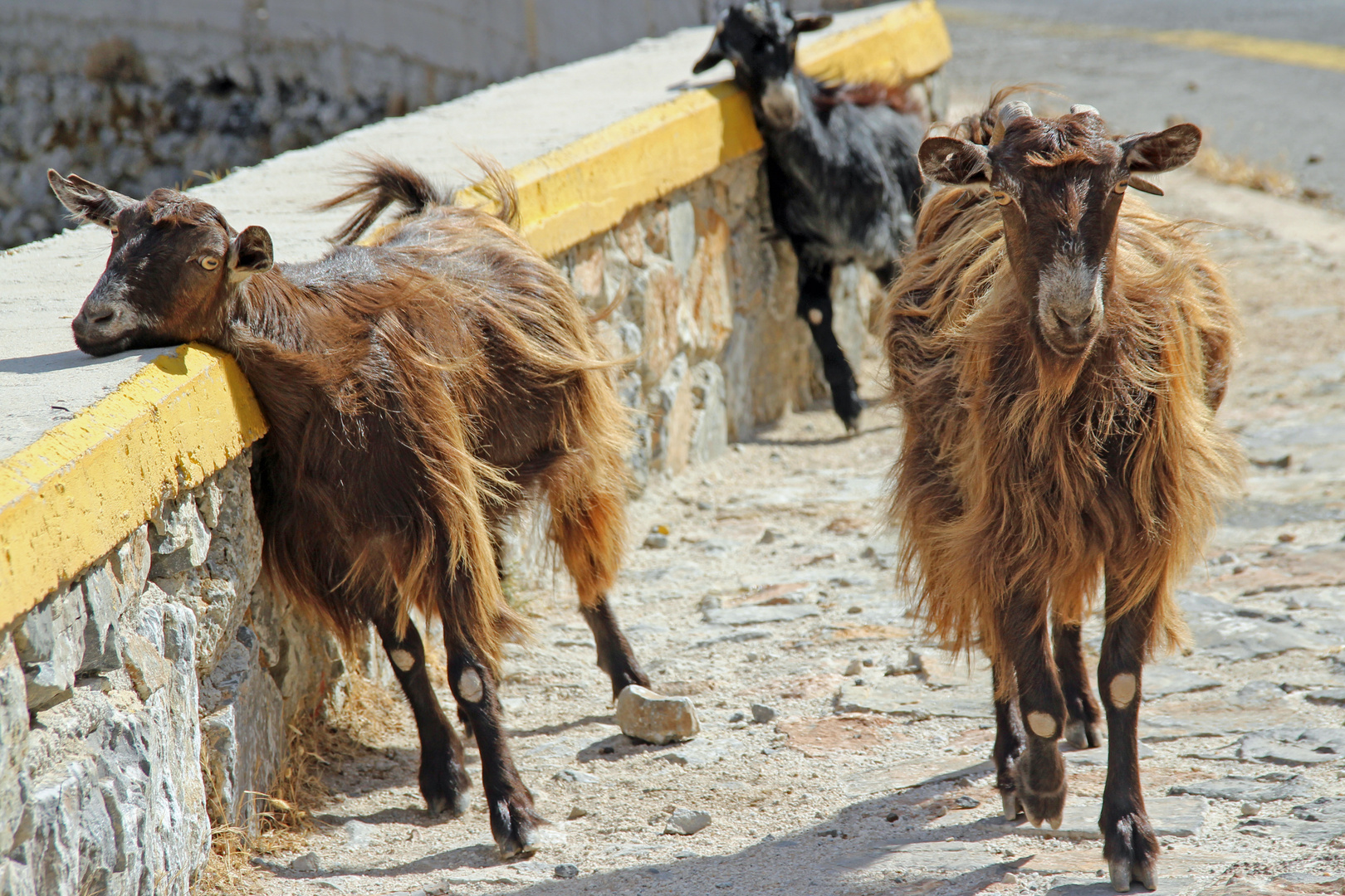 Ziegen Foto & Bild | europe, greece, crete kreta Bilder auf fotocommunity