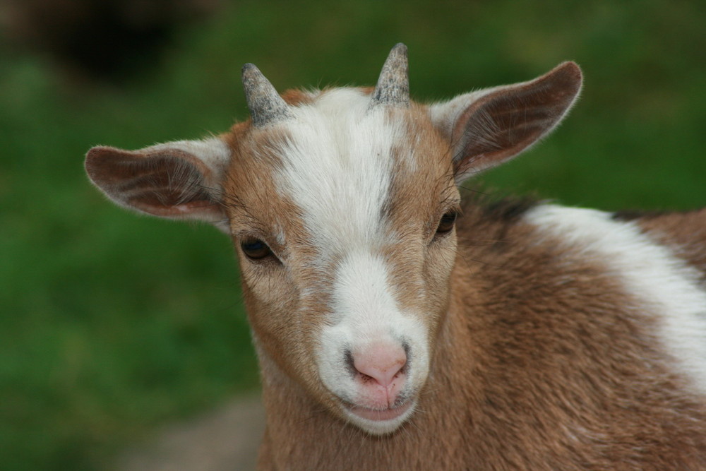 Ziegenbaby Foto & Bild | tiere, tierkinder, natur Bilder auf fotocommunity