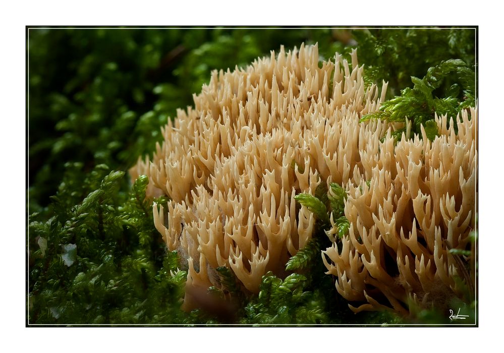 Ziegenbart Foto & Bild | pflanzen, pilze & flechten, pilze & flechten, natur Bilder auf ...