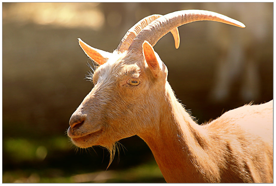 Ziegenbart Foto & Bild | tiere, zoo, wildpark & falknerei, natur Bilder ...