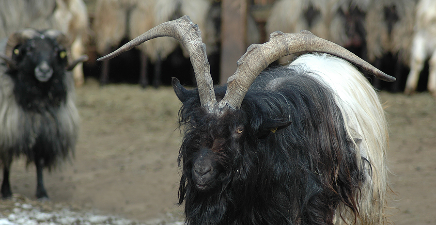 Ziegenbock Foto & Bild | tiere, zoo, wildpark & falknerei, säugetiere ...