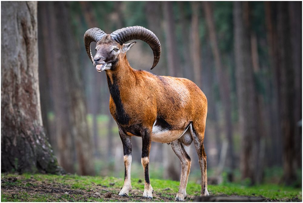 Ziegenbock Foto & Bild | tiere, wildlife, natur Bilder auf fotocommunity