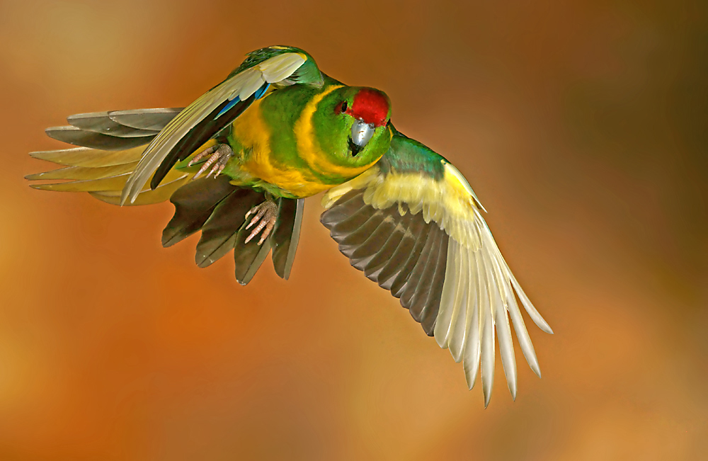 Ziegensittich Foto & Bild | tiere, haustiere, vögel Bilder auf ...