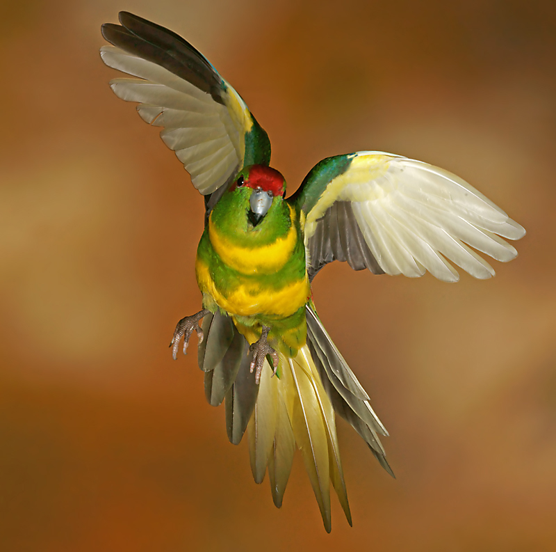 Ziegensittich 1 Foto & Bild | tiere, haustiere, vögel Bilder auf ...