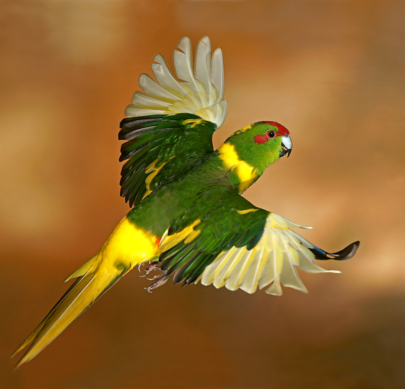 Ziegensittich 3 Foto & Bild | tiere, haustiere, vögel Bilder auf ...