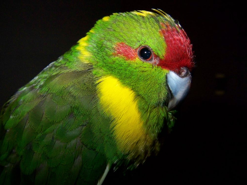 Ziegensittich Foto & Bild | tiere, haustiere, vögel Bilder auf ...