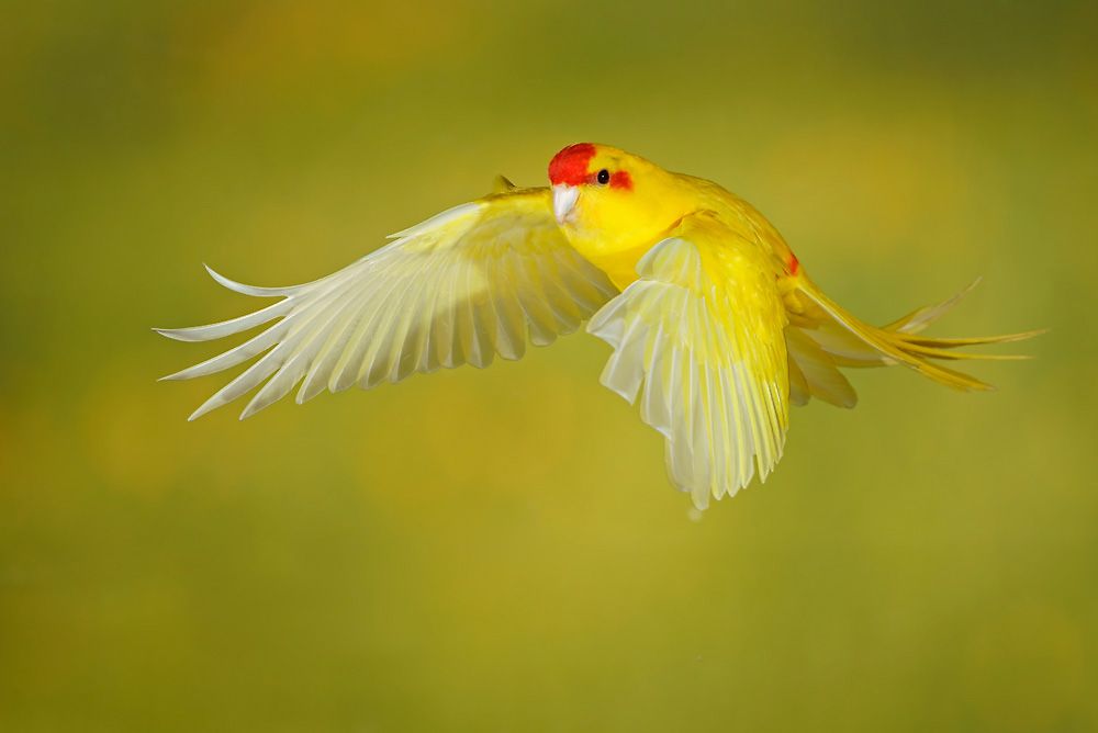 Ziegensittich Foto & Bild | tiere, zoo, wildpark & falknerei, vögel ...