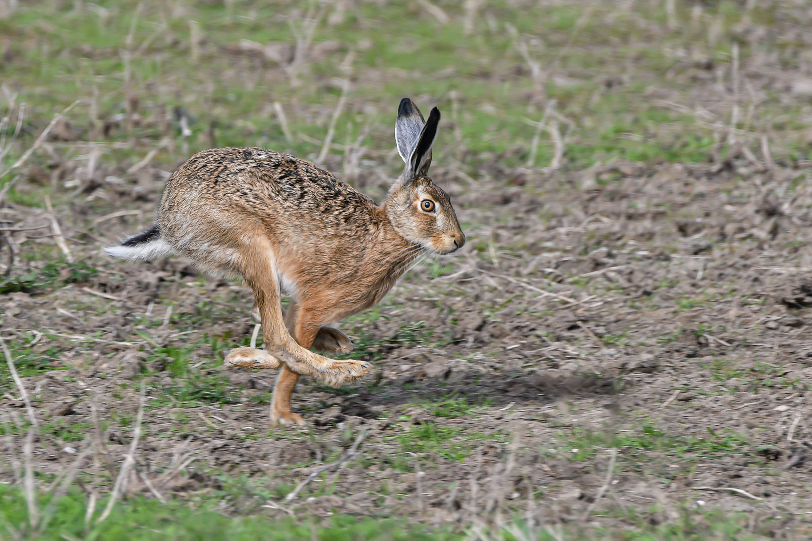Ziemlich eilig Foto & Bild | hase, natur, tiere Bilder auf fotocommunity