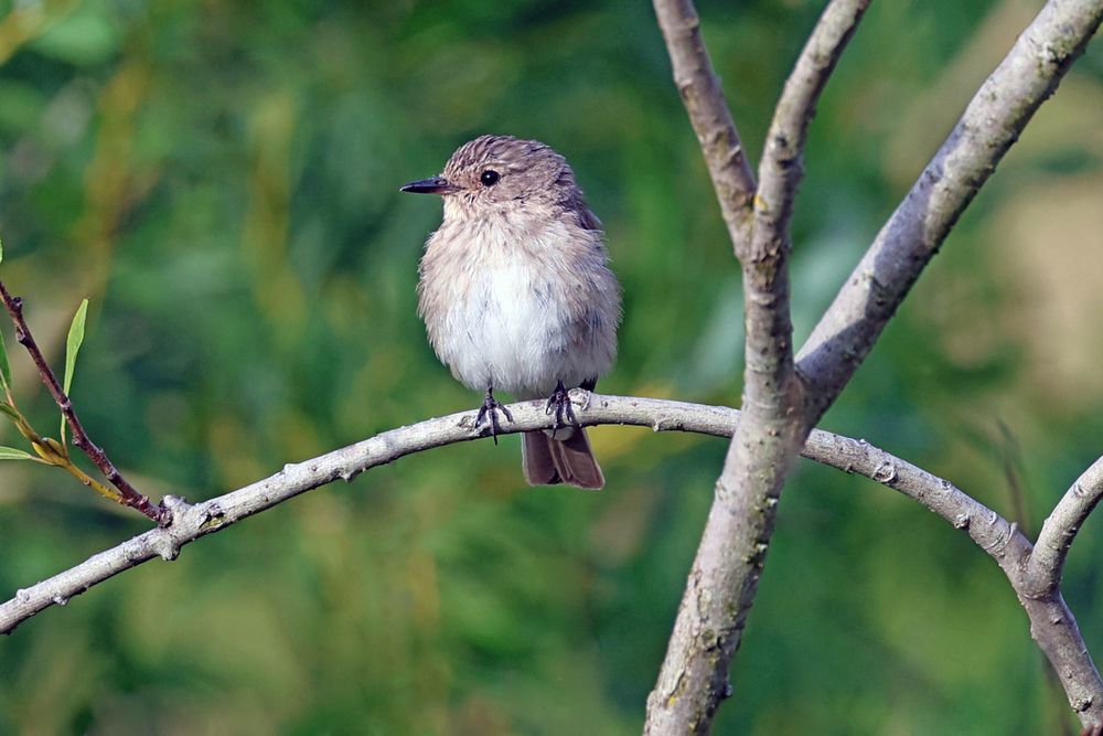 Ziemlich neugierig... Foto & Bild | deutschland, europe, bayern Bilder ...
