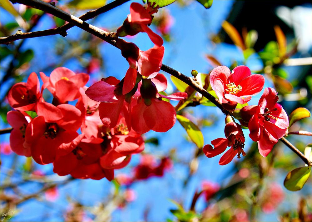 * Zierde der Scheinquitte * Foto & Bild | street, outdoor, natur Bilder ...