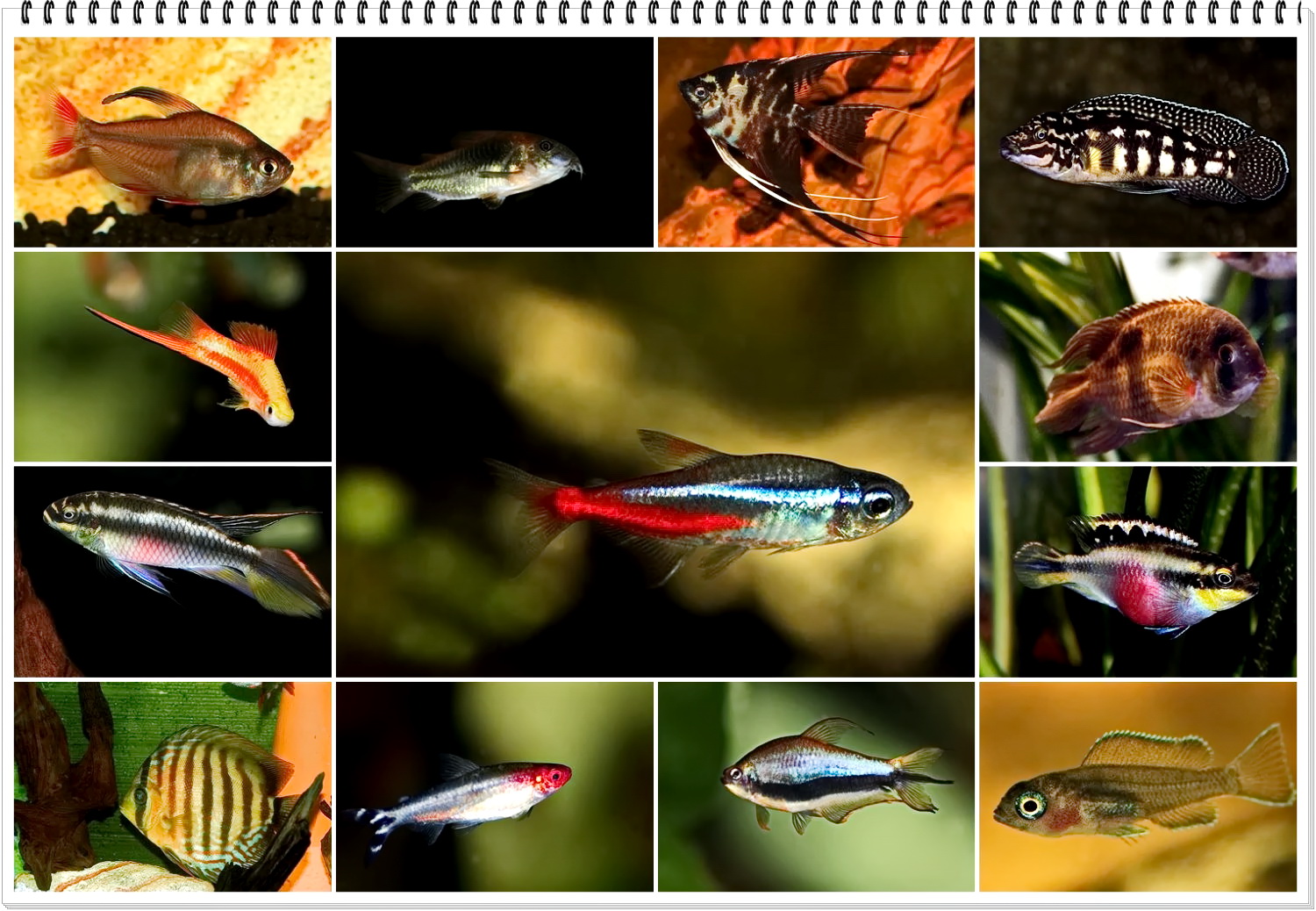 Zierfische Foto & Bild | wasser, natur, pflanzen Bilder auf fotocommunity