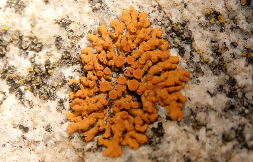 Zierliche Gelbflechte (Rusavskia elegans) Foto & Bild | pflanzen, pilze & flechten, pilze ...