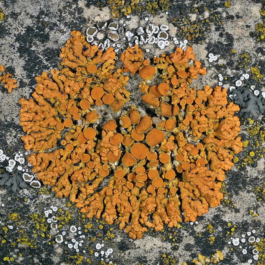 Zierliche Gelbflechte (Xanthoria elegans) Foto & Bild | pflanzen, pilze & flechten, pilze ...