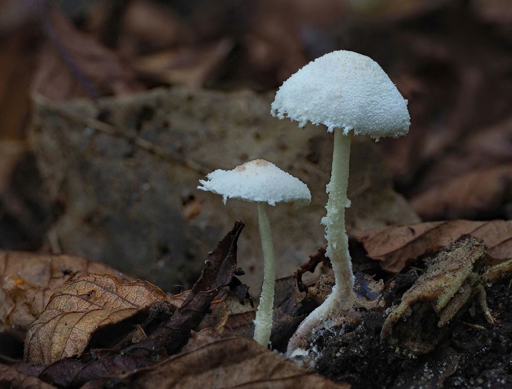 Zierlicher Mehlschirmling (Cystolepiota seminuda) Foto & Bild | wald ...
